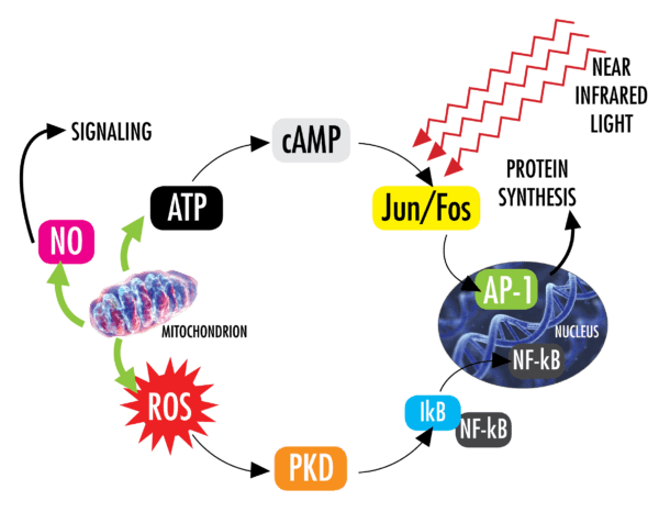 Photobiomodulation | How Does Laser Therapy Work? | LightForce